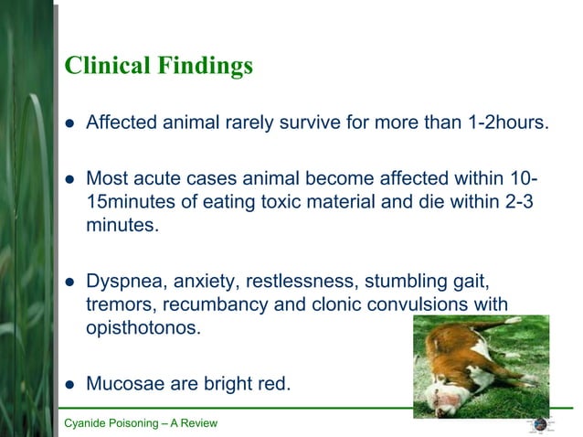 Cyanide Poisoning in Livestock; Sorghum Poisoning | PPT | Veterinary ...