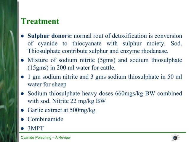 Cyanide Poisoning in Livestock; Sorghum Poisoning | PPT | Veterinary ...