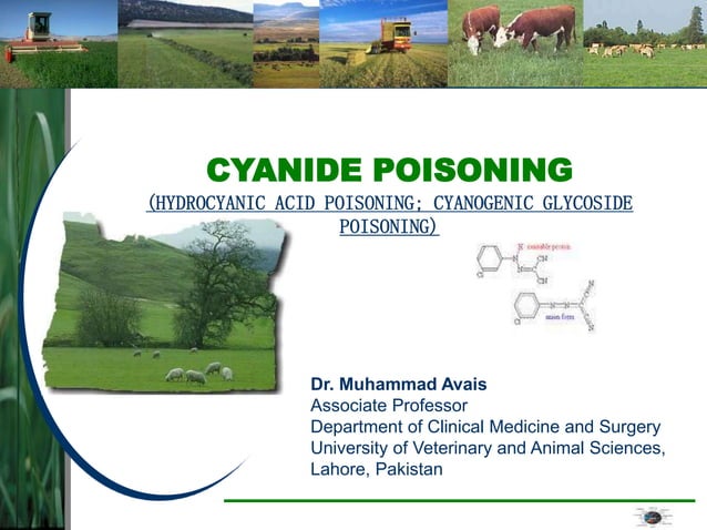 Cyanide Poisoning in Livestock; Sorghum Poisoning | PPT | Veterinary ...