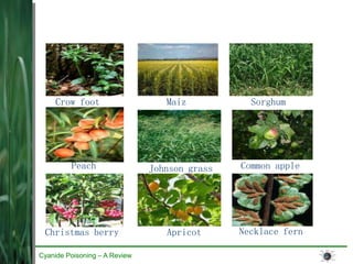 Cyanide Poisoning in Livestock; Sorghum Poisoning | PPT