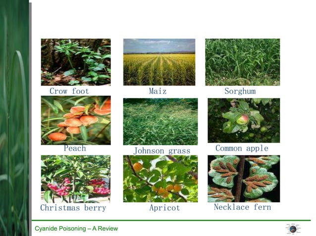 Cyanide Poisoning in Livestock; Sorghum Poisoning | PPT | Veterinary ...