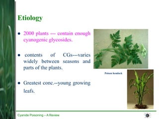 Cyanide Poisoning in Livestock; Sorghum Poisoning | PPT