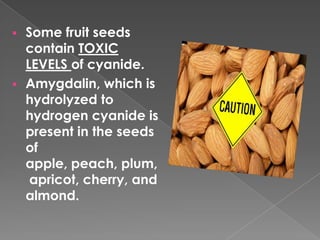 Cyanide poisoning by heba | PPT