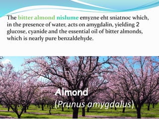 Cyanide toxicity in plants | PPTX