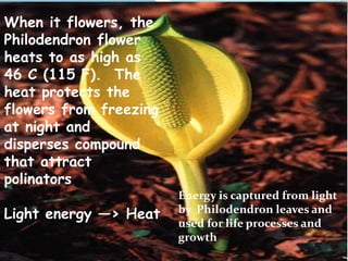 Cyanide toxicity in plants | PPTX