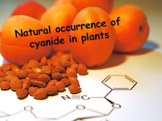 Cyanide toxicity in plants | PPTX