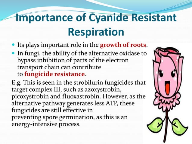 Cyanide toxicity in plants