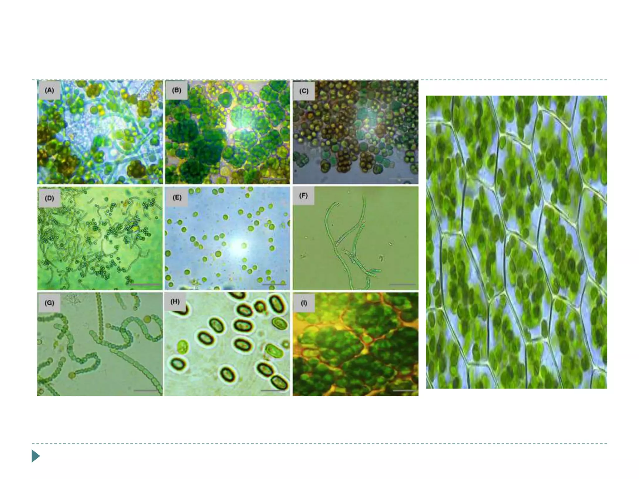 LIGHT REACTION IN CYANOBACTERIA | PPTX