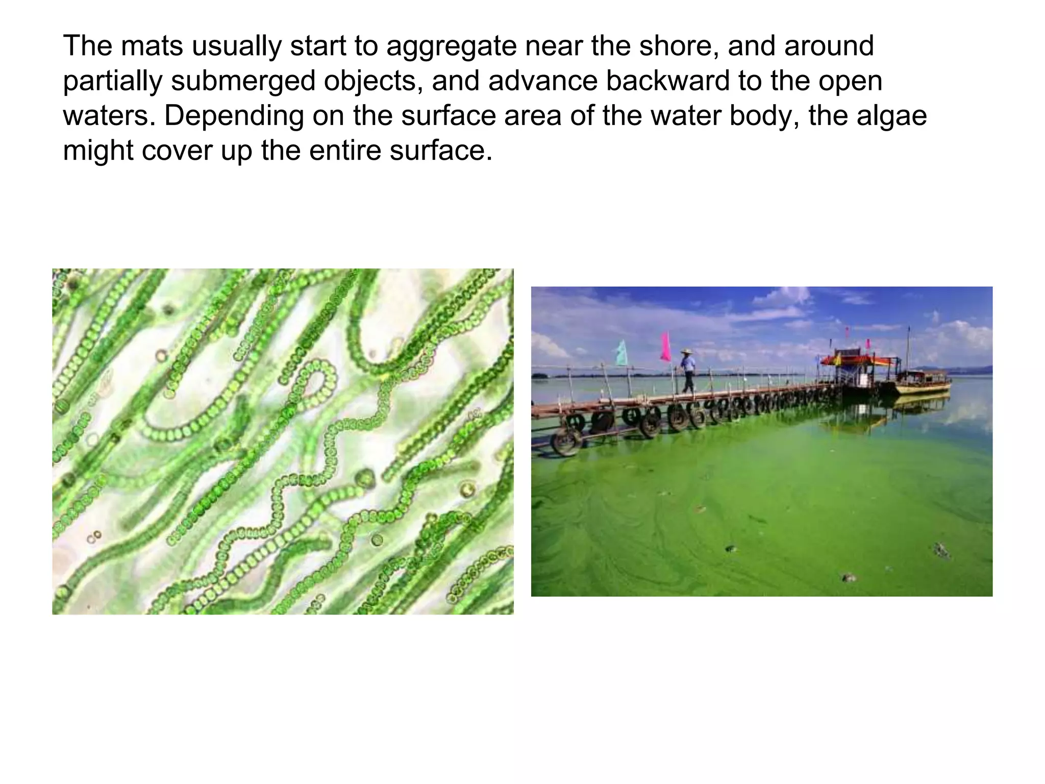Cyanobacterial Blooms | PPT