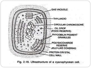 cyano bacteriaaaaaaaaaaaaaaaaaaa(1).pptx