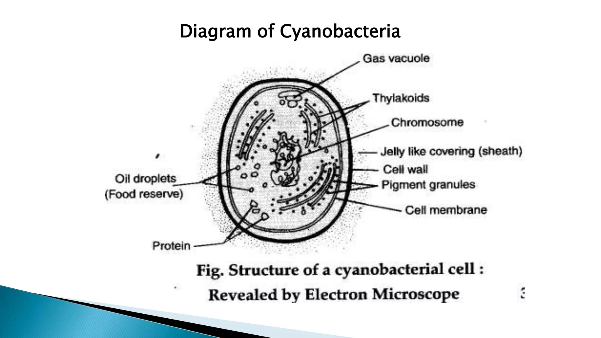 Cyanobactaria its growth, reproduction and Economic importance | PPTX
