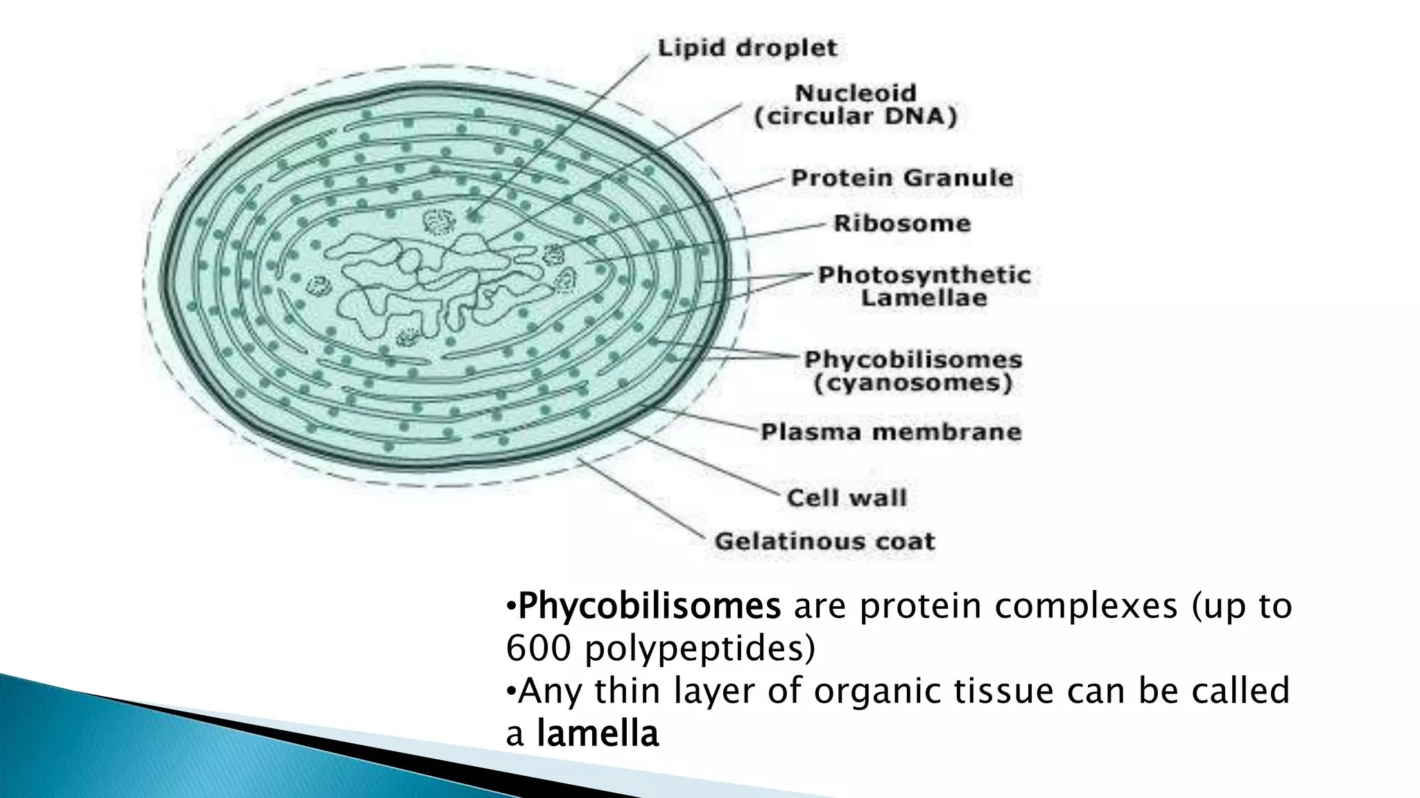 Cyanobactaria its growth, reproduction and Economic importance | PPTX