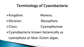 Cyanobactaria its growth, reproduction and Economic importance | PPTX