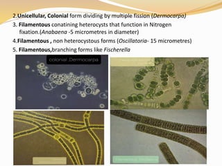 Cyanobacteria 1 (1) | PPTX