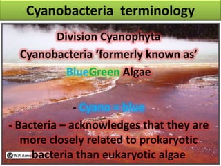 Cyanobacteria 110107033006-phpapp01 | PPTX