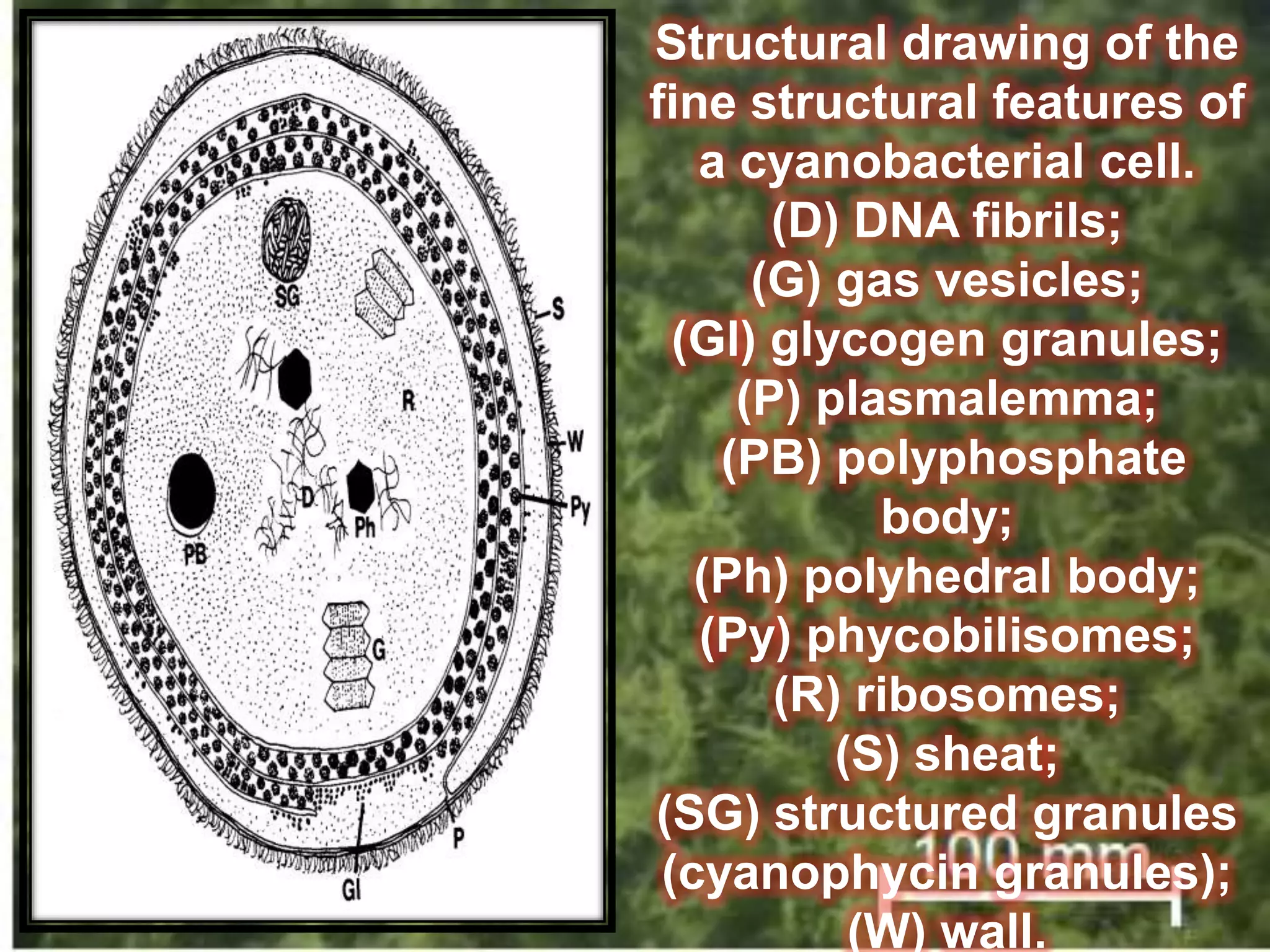 Cyanobacteria | PPTX