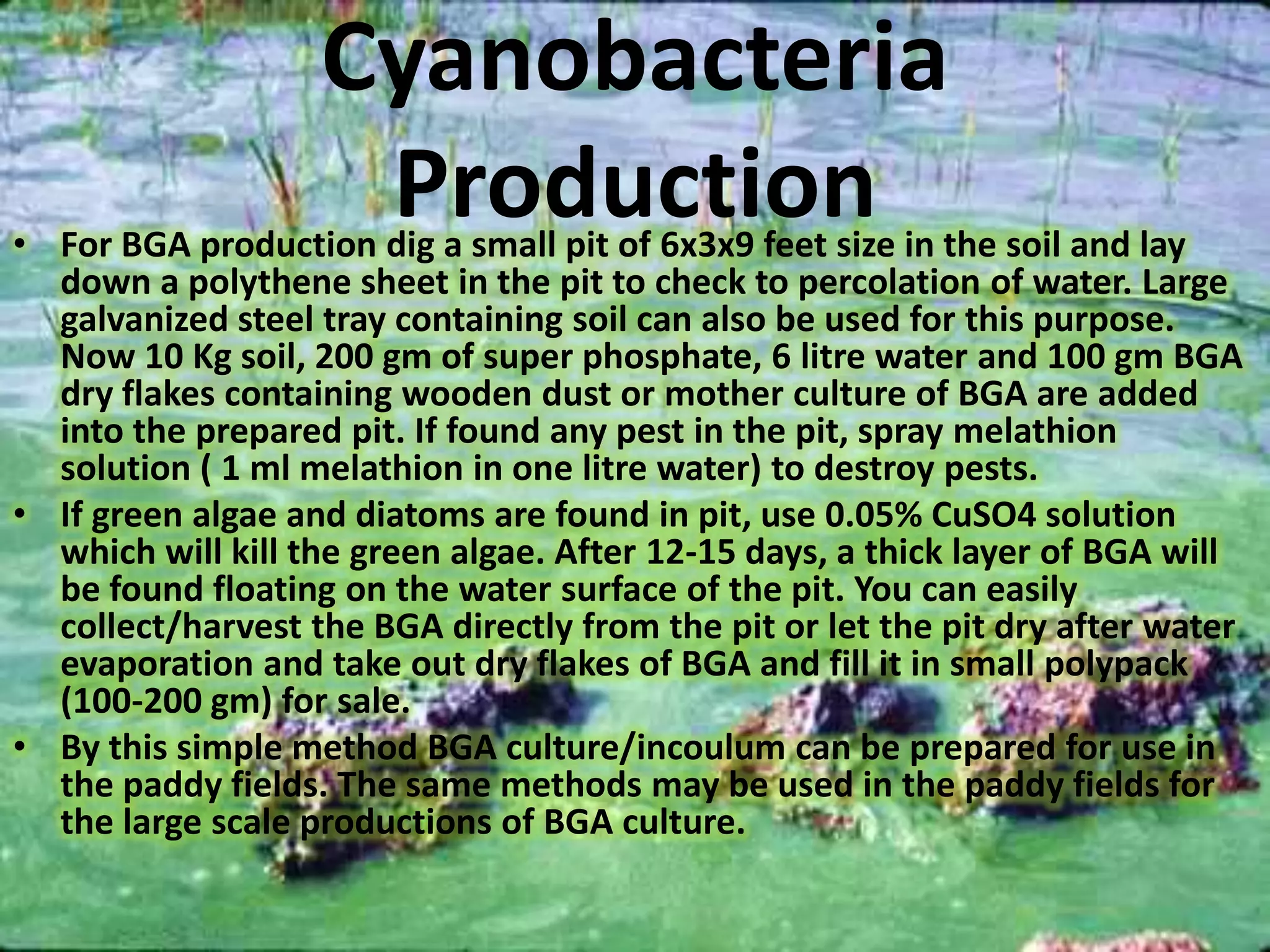 Cyanobacteria | PPTX