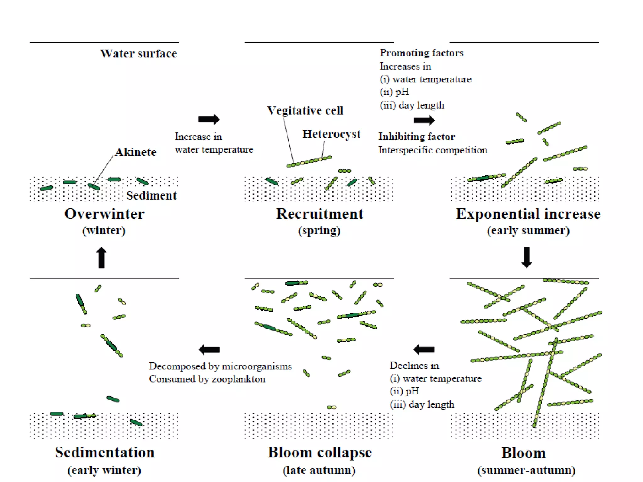 Cyanobacteria | PPTX