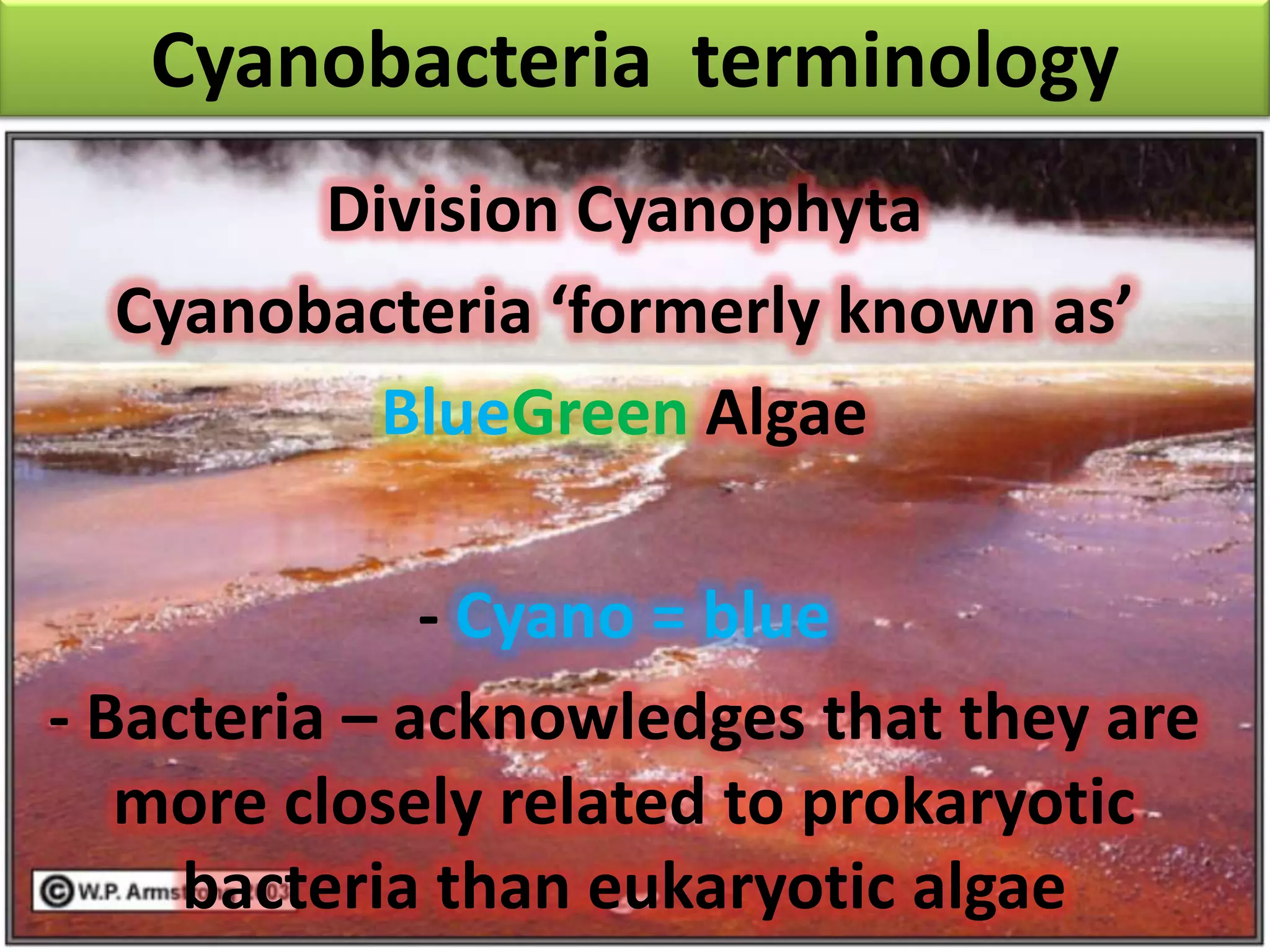 Cyanobacteria | PPTX