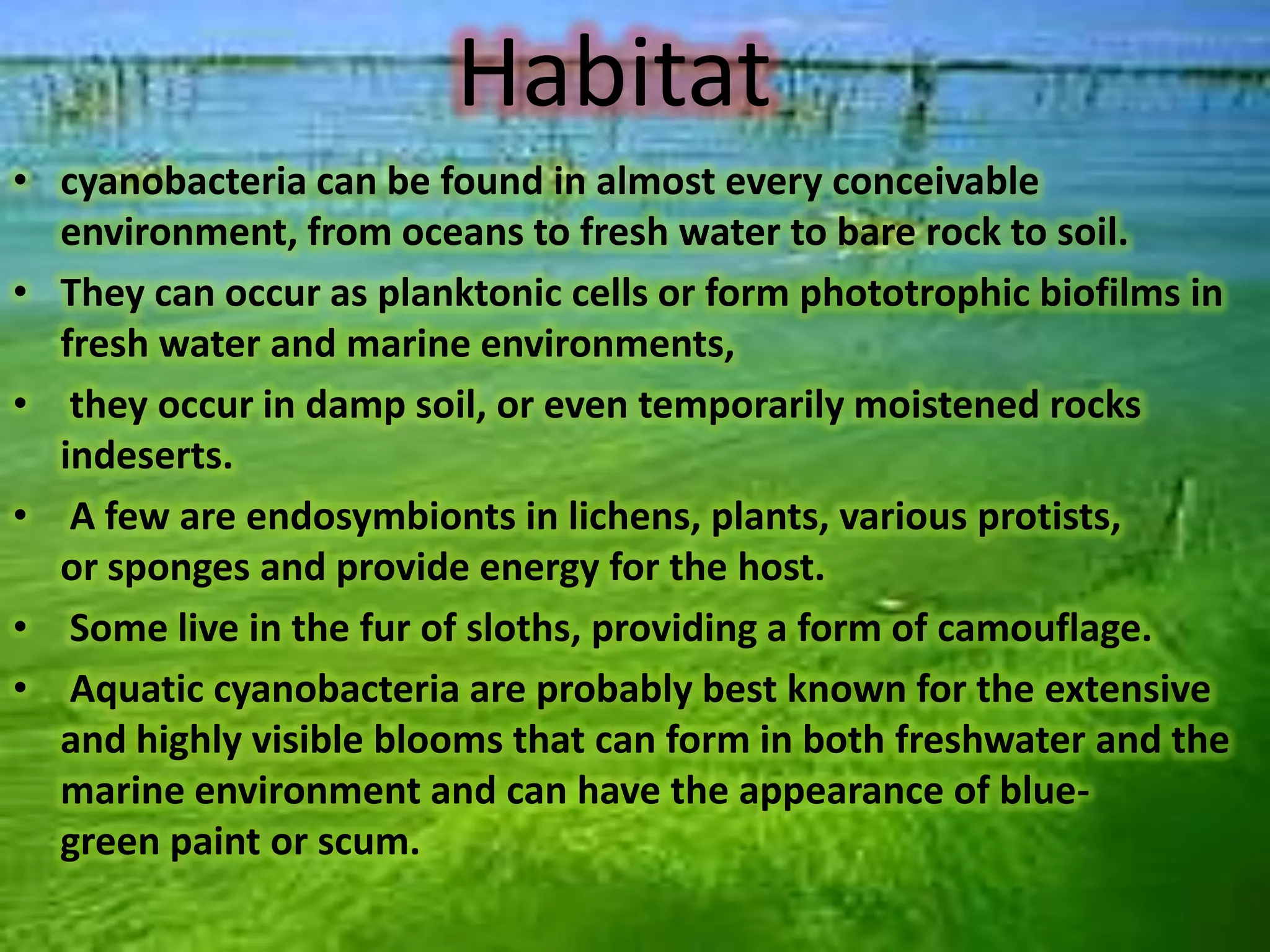 Cyanobacteria | PPTX