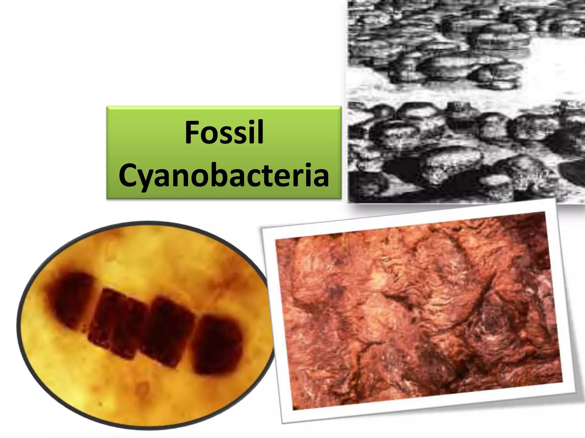 Cyanobacteria | PPTX