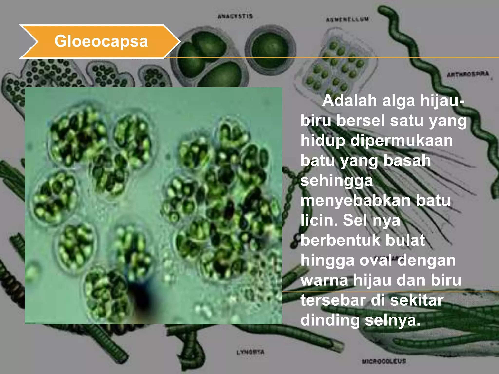 Cyanobacteria | PPTX