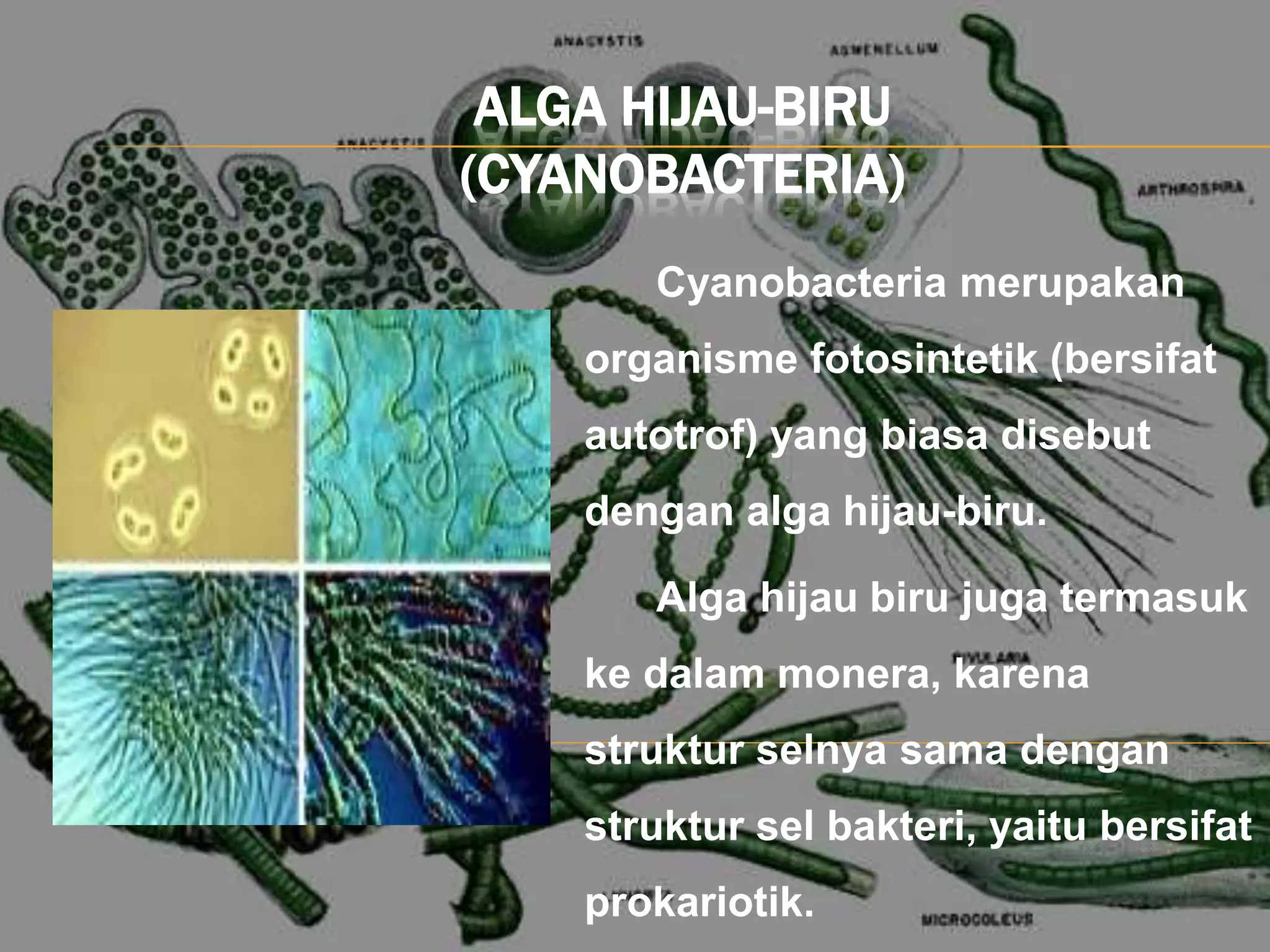 Cyanobacteria | PPTX