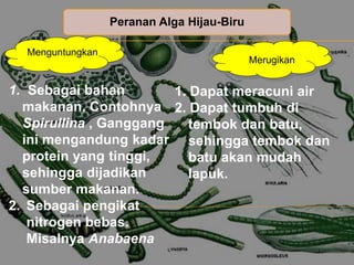 Cyanobacteria | PPTX
