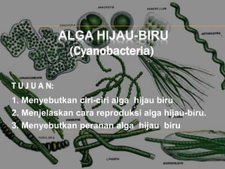Cyanobacteria | PPTX