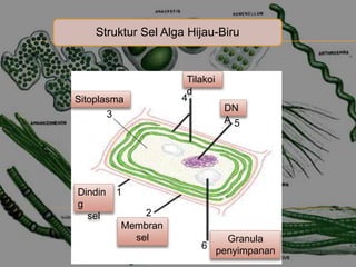 Cyanobacteria | PPTX