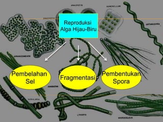 Cyanobacteria | PPTX
