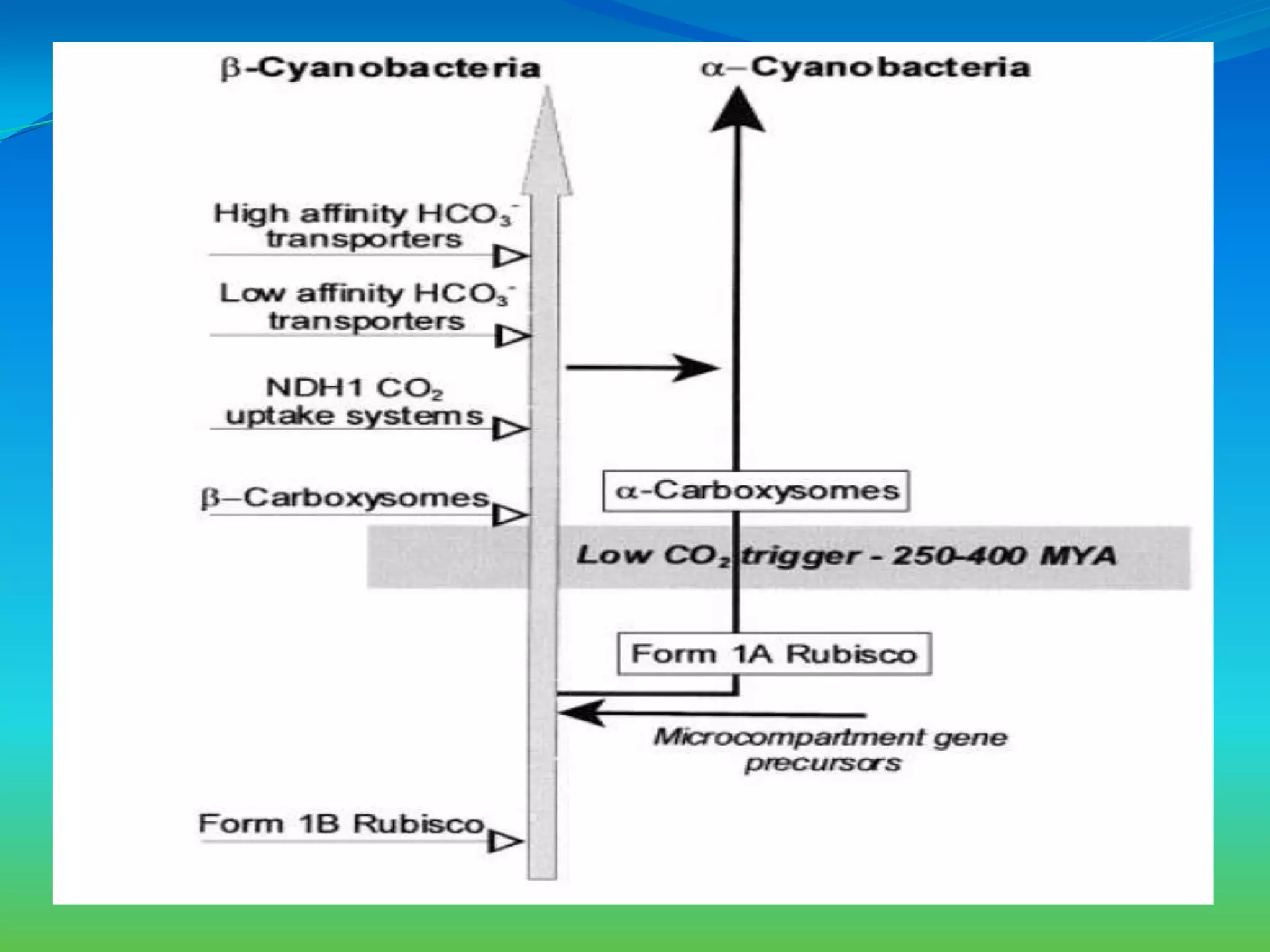 CO2 Concentrating Mechanism in Cyano bacteria | PPTX