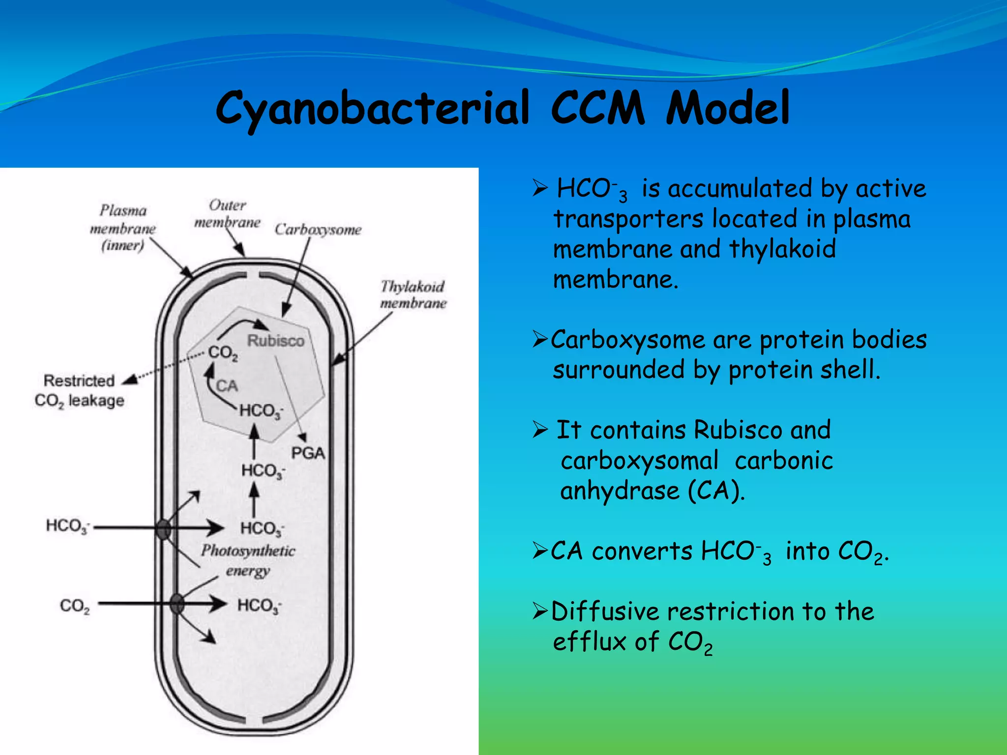 CO2 Concentrating Mechanism in Cyano bacteria | PPTX