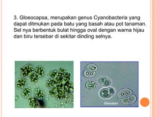 Cyanobacteria | PPTX