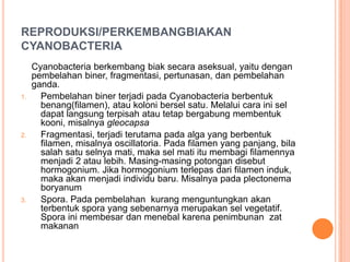Cyanobacteria | PPTX