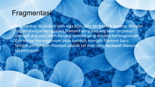 Cyanobacteria | PPTX