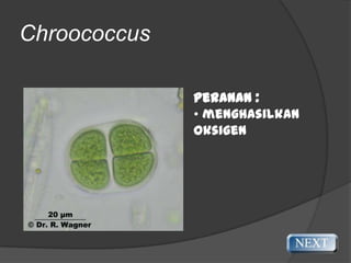 Peranan Cyanobacteria | PPT