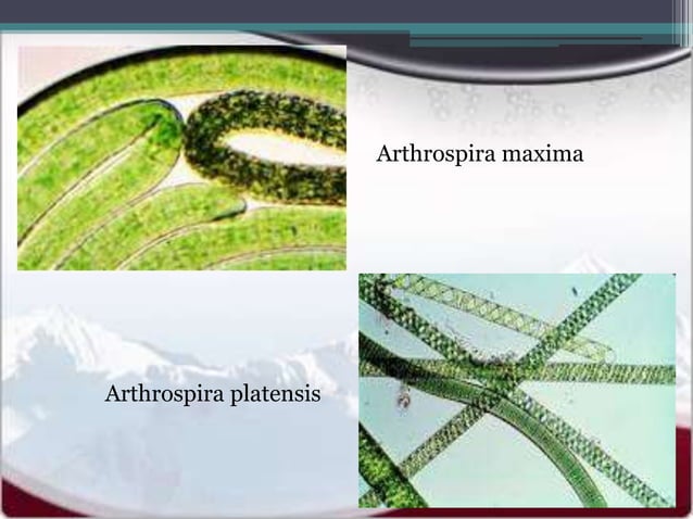 Cyanobacteria | PPT