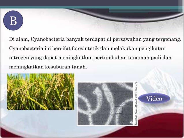 Cyanobacteria | PPT