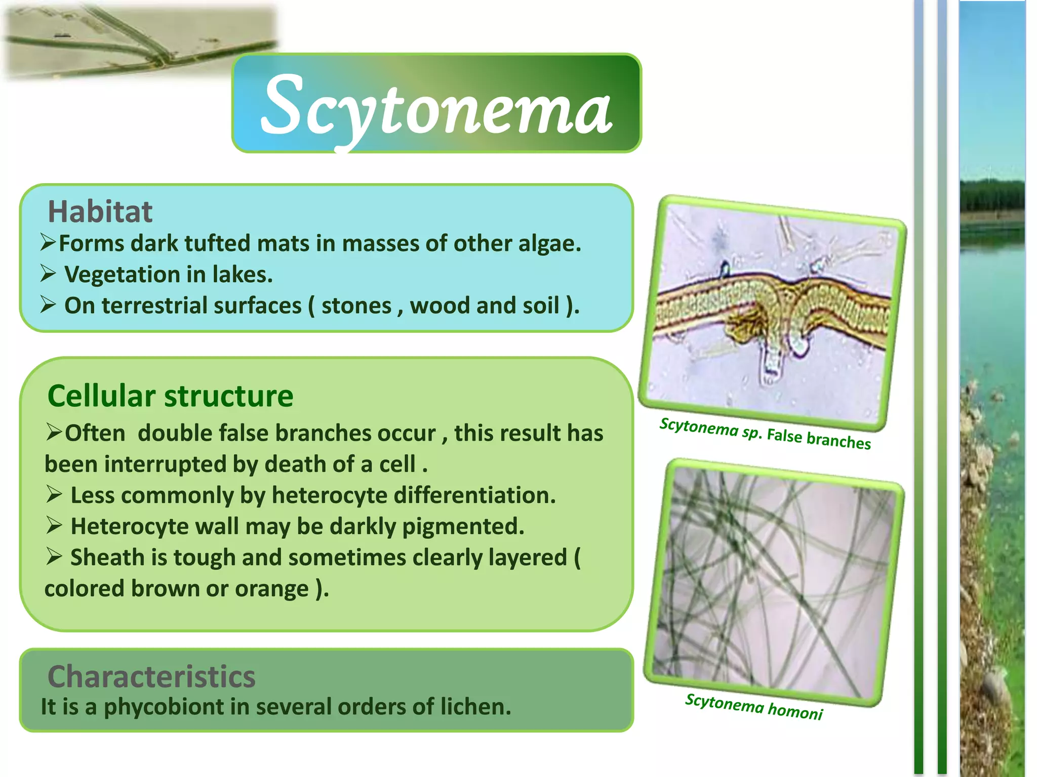 Cyanobacteria | PPTX