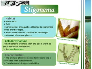 Cyanobacteria | PPTX