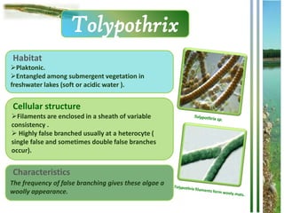 Cyanobacteria | PPTX