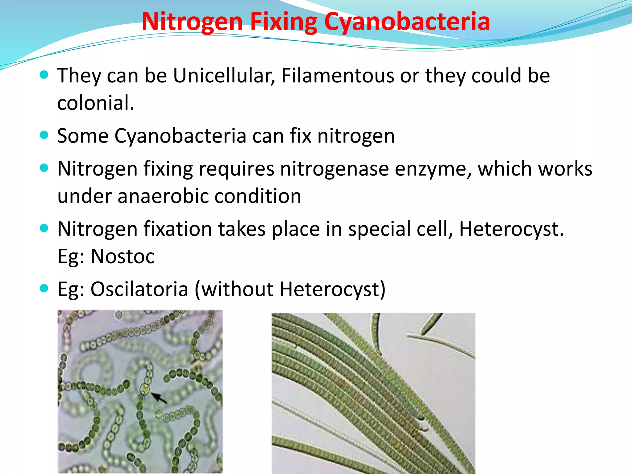 Cyanobacteria | PPTX