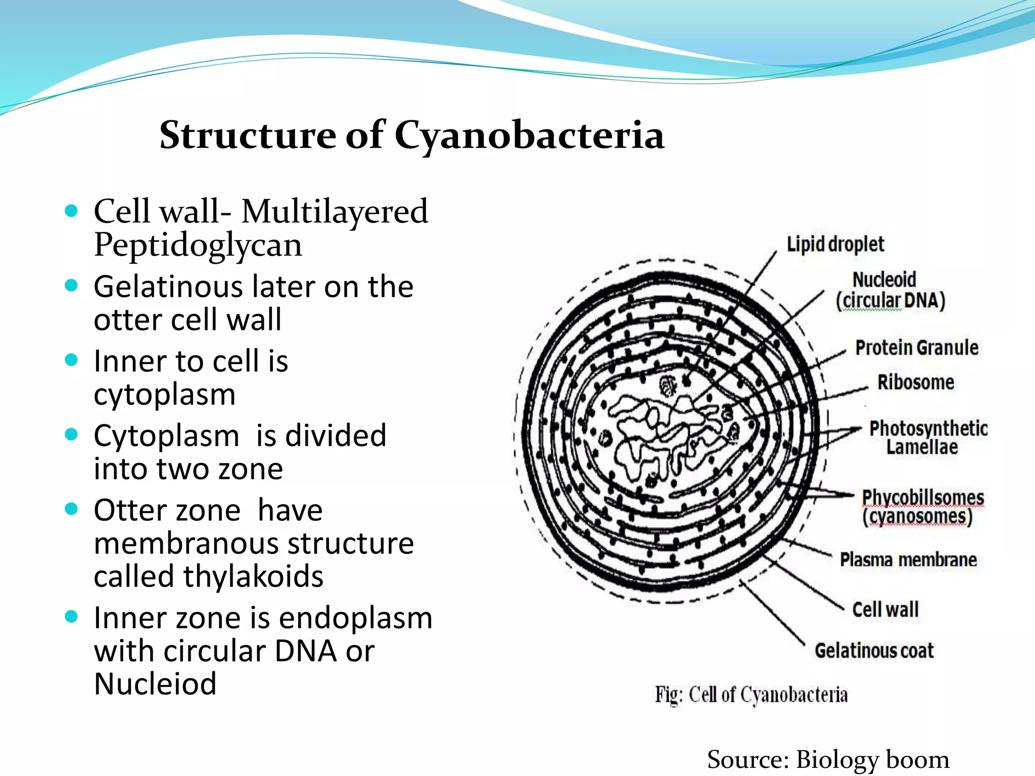 Cyanobacteria | PPTX