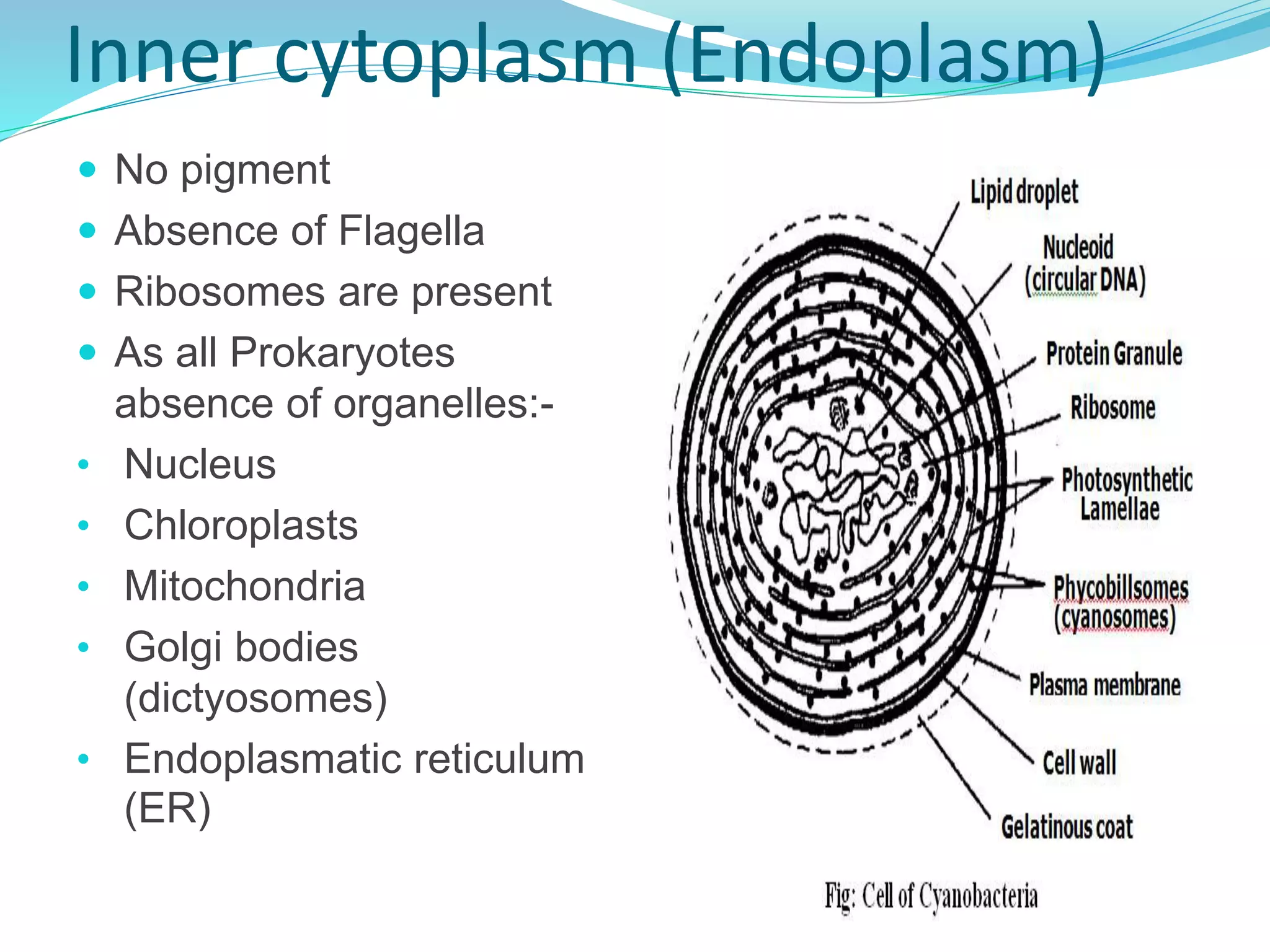 Cyanobacteria | PPTX