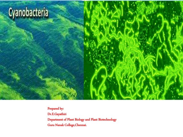Cyanobacteria | PPTX | Biological Sciences | Science