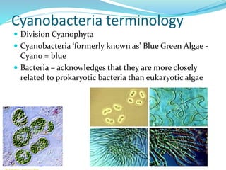 Cyanobacteria | PPTX