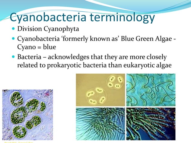Cyanobacteria | PPTX | Biological Sciences | Science