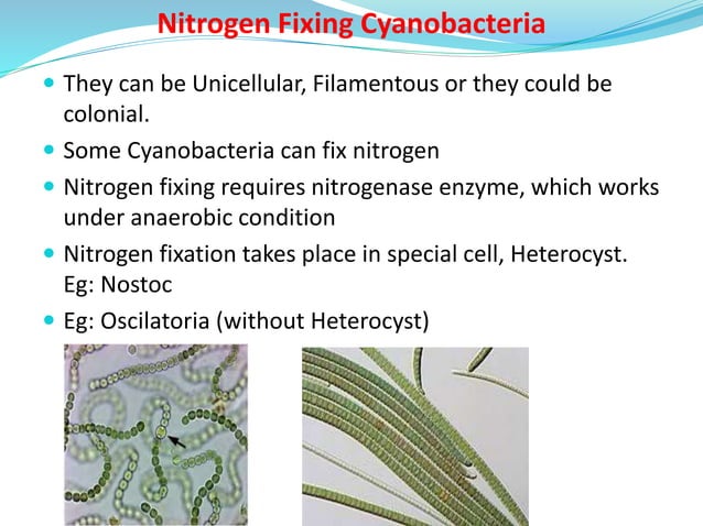 Cyanobacteria | PPTX | Biological Sciences | Science