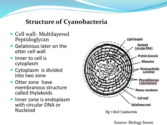 Cyanobacteria | PPTX | Biological Sciences | Science